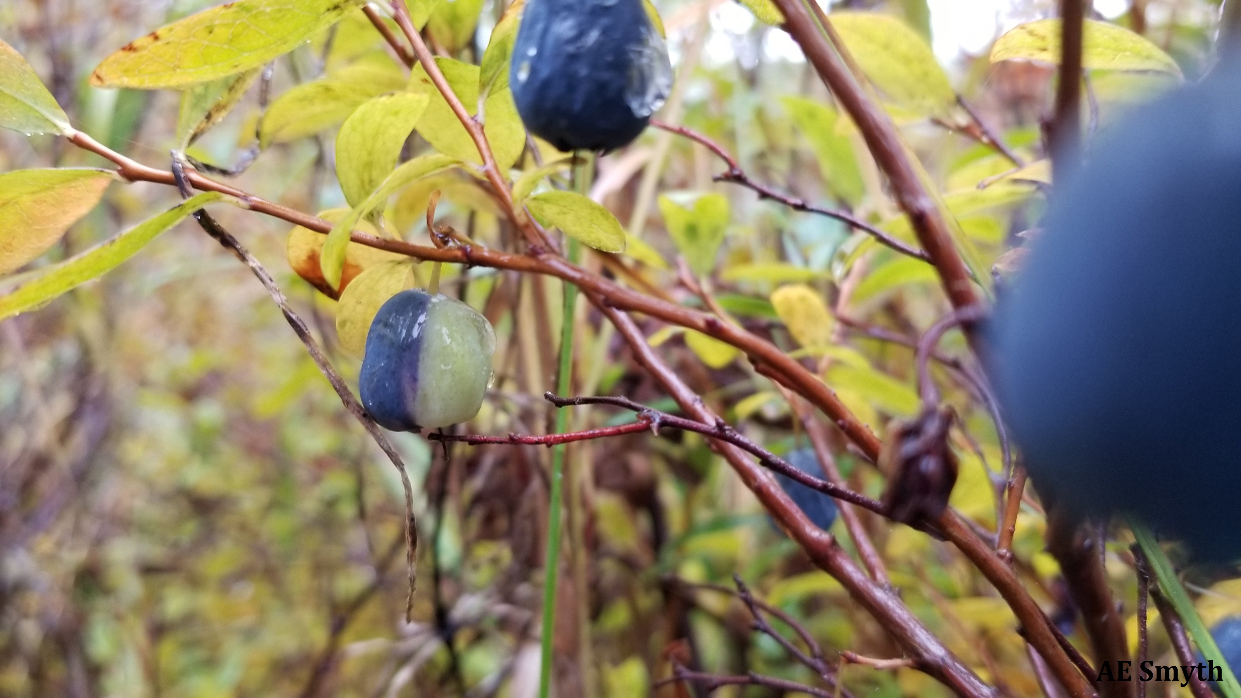 Miscellaneous Info – Alaska Berry Bog