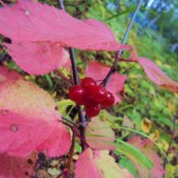 Stink Currant – Alaska Berry Bog