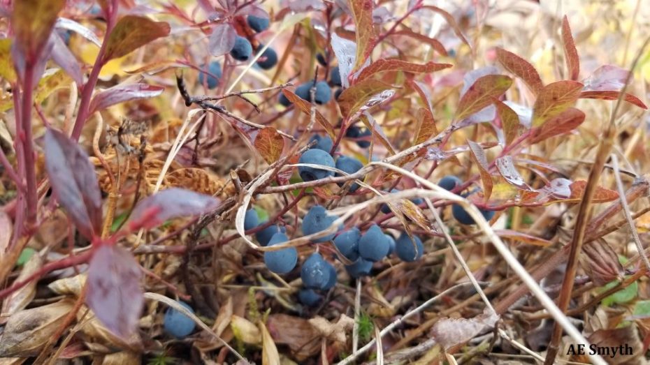 Dwarf Blueberry – Alaska Berry Bog
