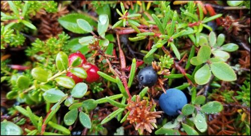 Timberberry – Alaska Berry Bog