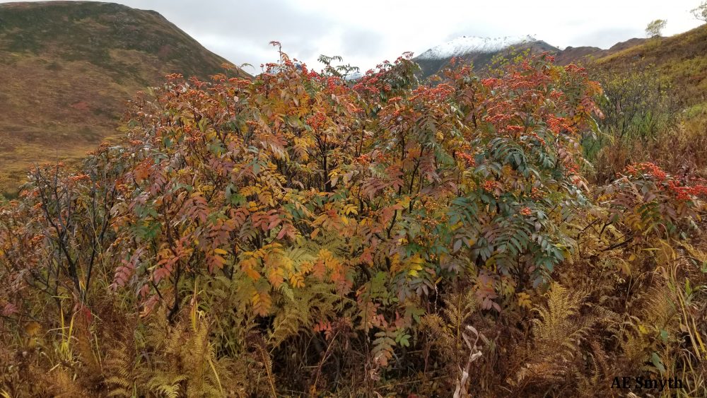 Mountain Ash – Alaska Berry Bog