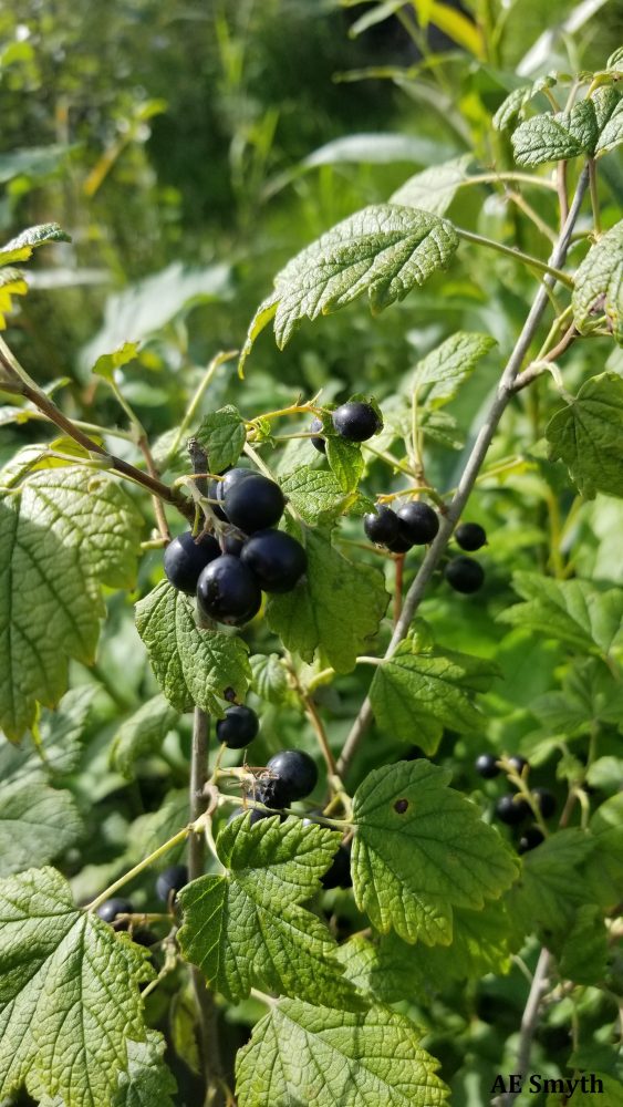 Northern Black Currant – Alaska Berry Bog