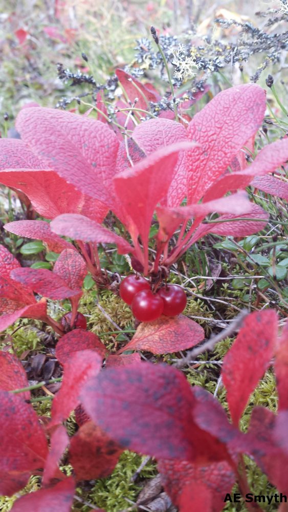 Red Bearberry – Alaska Berry Bog