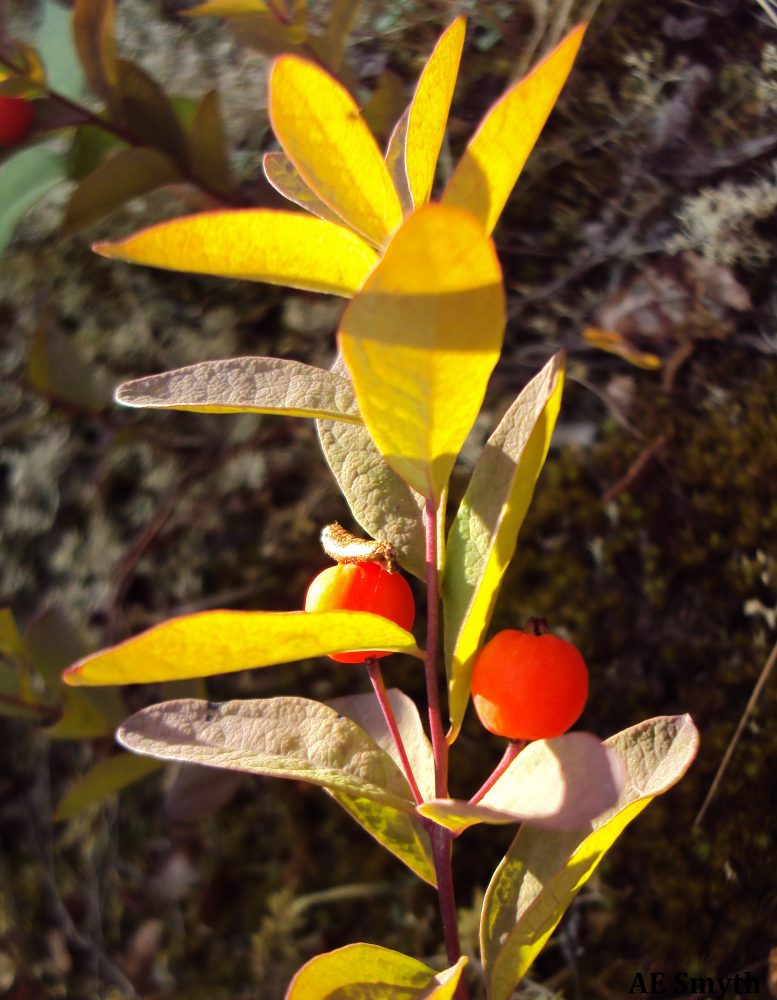 Timberberry – Alaska Berry Bog