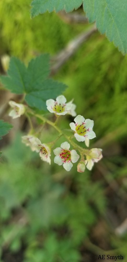 Skunk Currant – Alaska Berry Bog